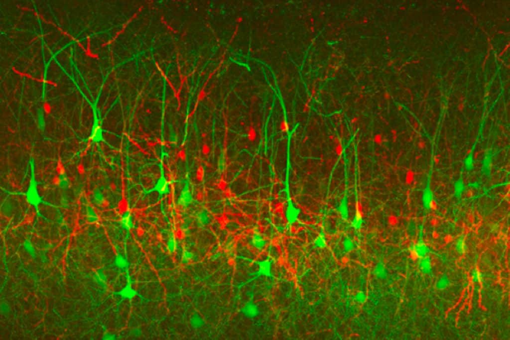 The first molecular tool to visualize genetic mosaics in cells in vivo ...